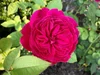 L.D. Braithwaite® — Kansas City Rose Society