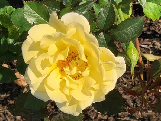 Yellow Submarine — Kansas City Rose Society