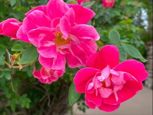 William Baffin — Kansas City Rose Society
