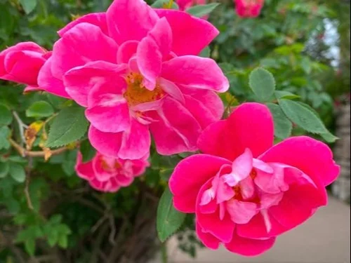 William Baffin — Kansas City Rose Society