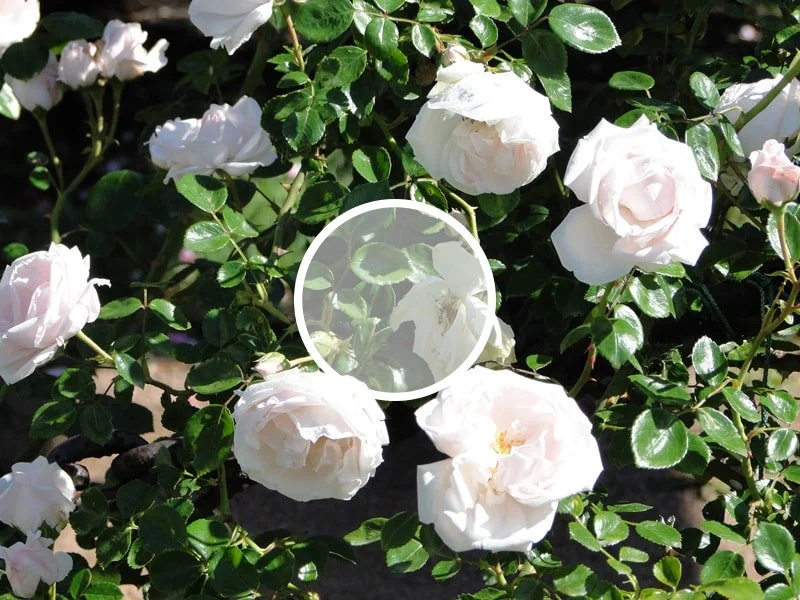 Rose Varieties | Kansas City Rose Society — Kansas City Rose Society