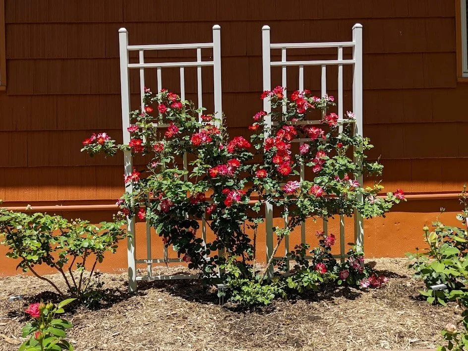 Pruning Roses | Rose Care | Kansas City Rose Society — Kansas City Rose ...