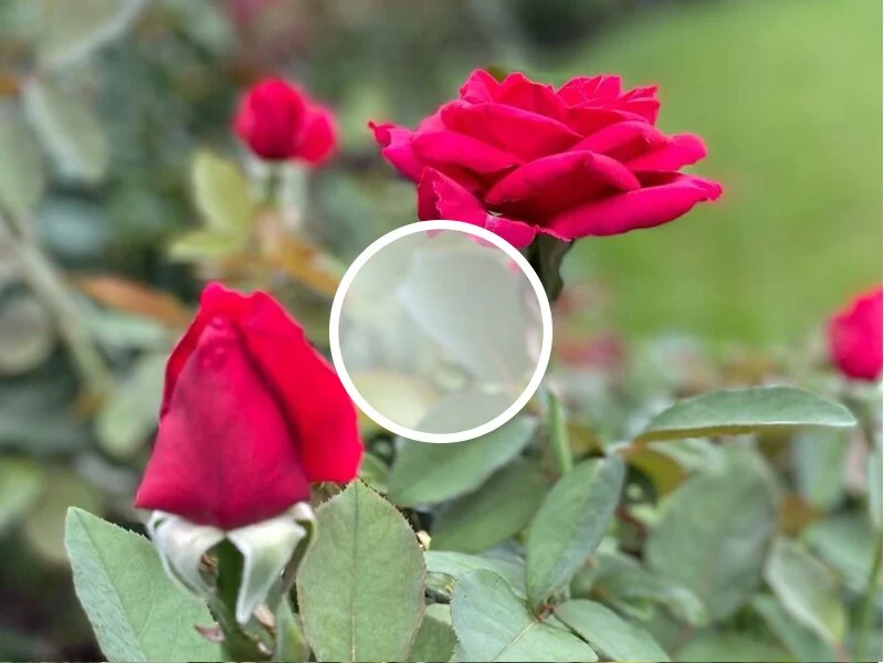 Rose Varieties | Kansas City Rose Society — Kansas City Rose Society