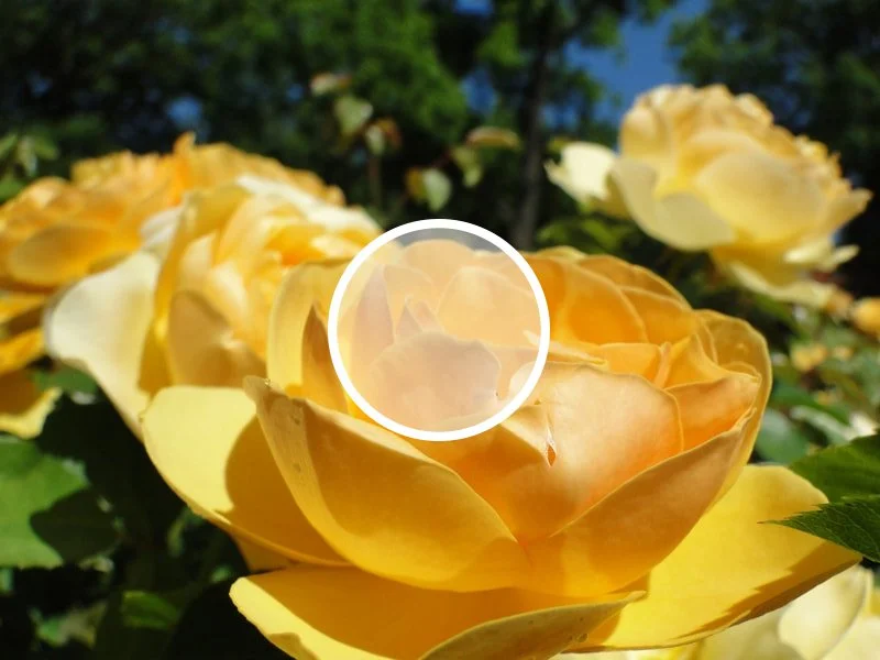 Rose Varieties | Kansas City Rose Society — Kansas City Rose Society