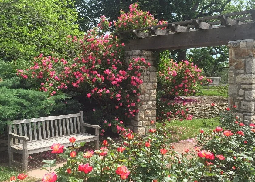 Our Garden | kansas City Rose Society | Laura Conyers Smith Municipal ...