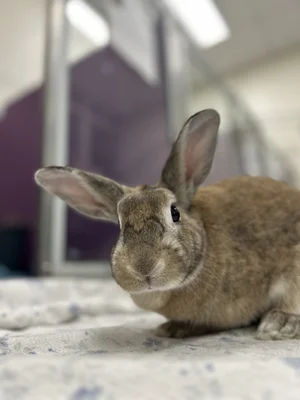 About — The Guelph Humane Society Happy Tails Boutique