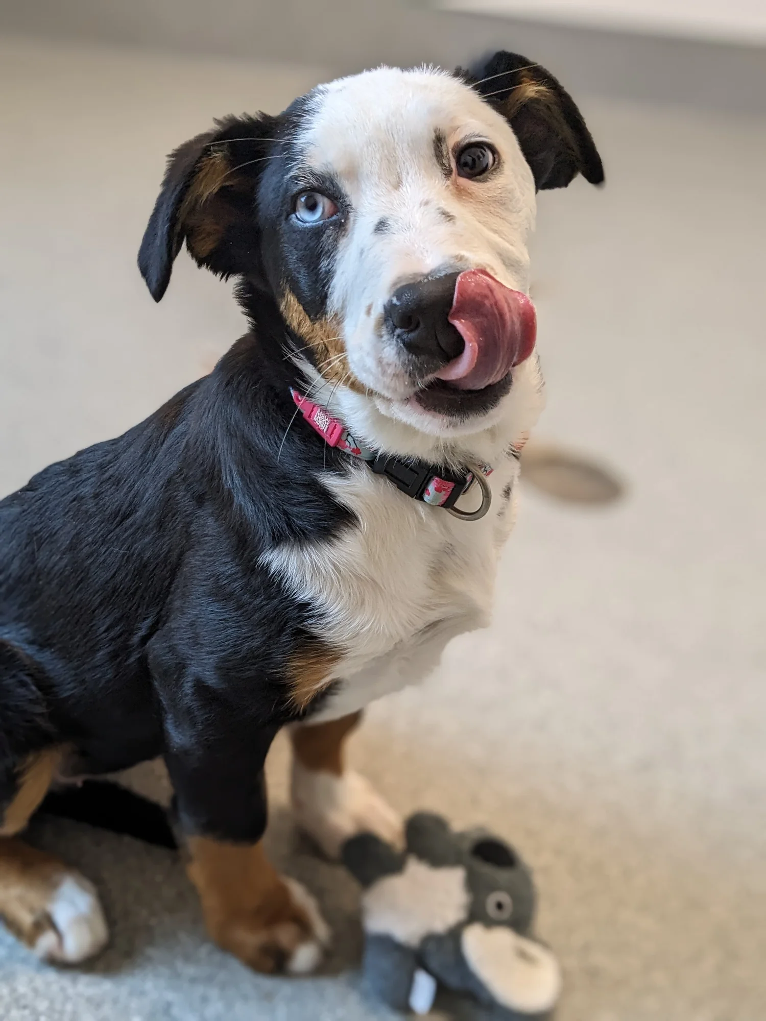About — The Guelph Humane Society Happy Tails Boutique