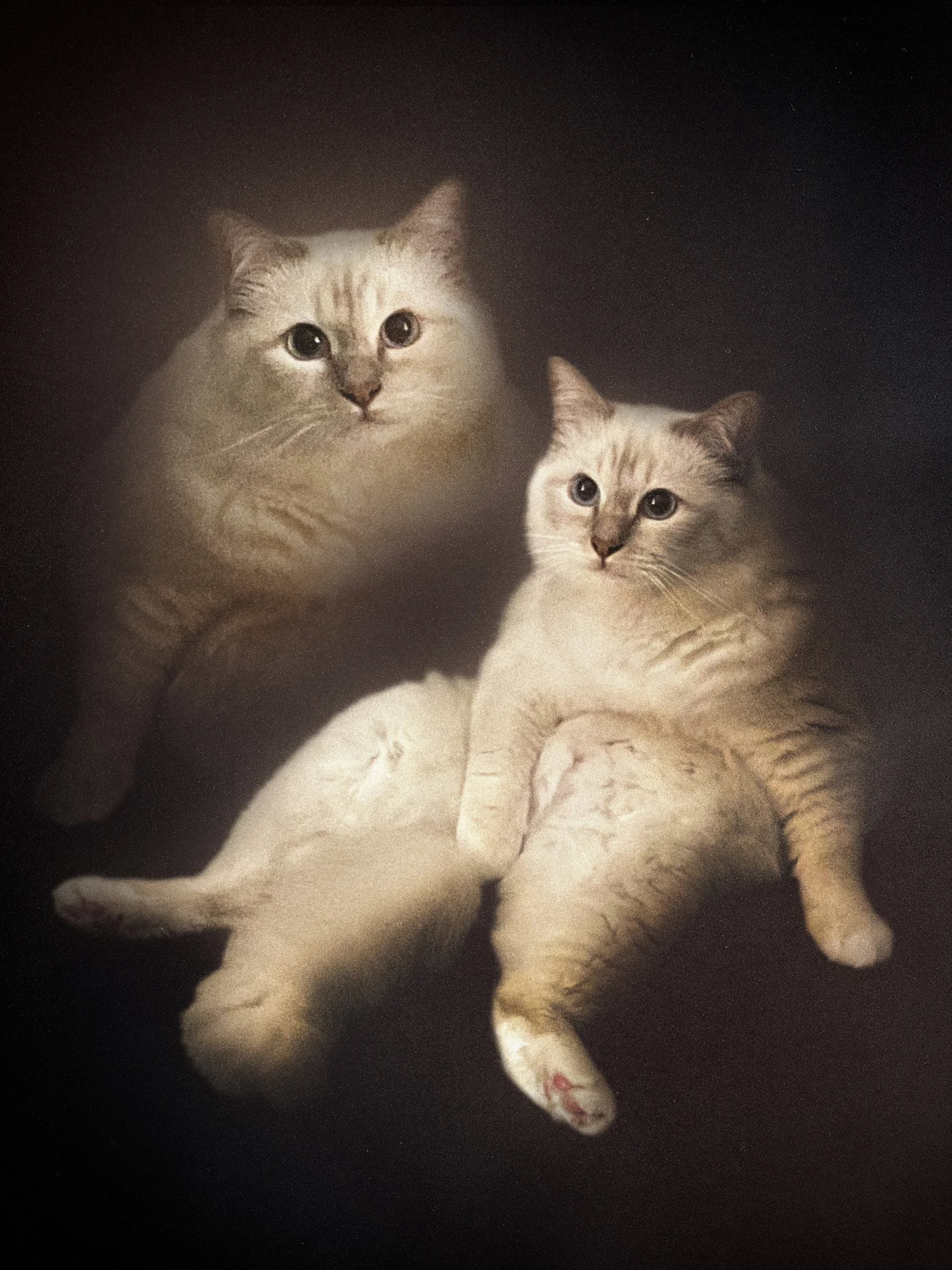 Custom Portraits — Olan Meows | Custom Pet Portraits