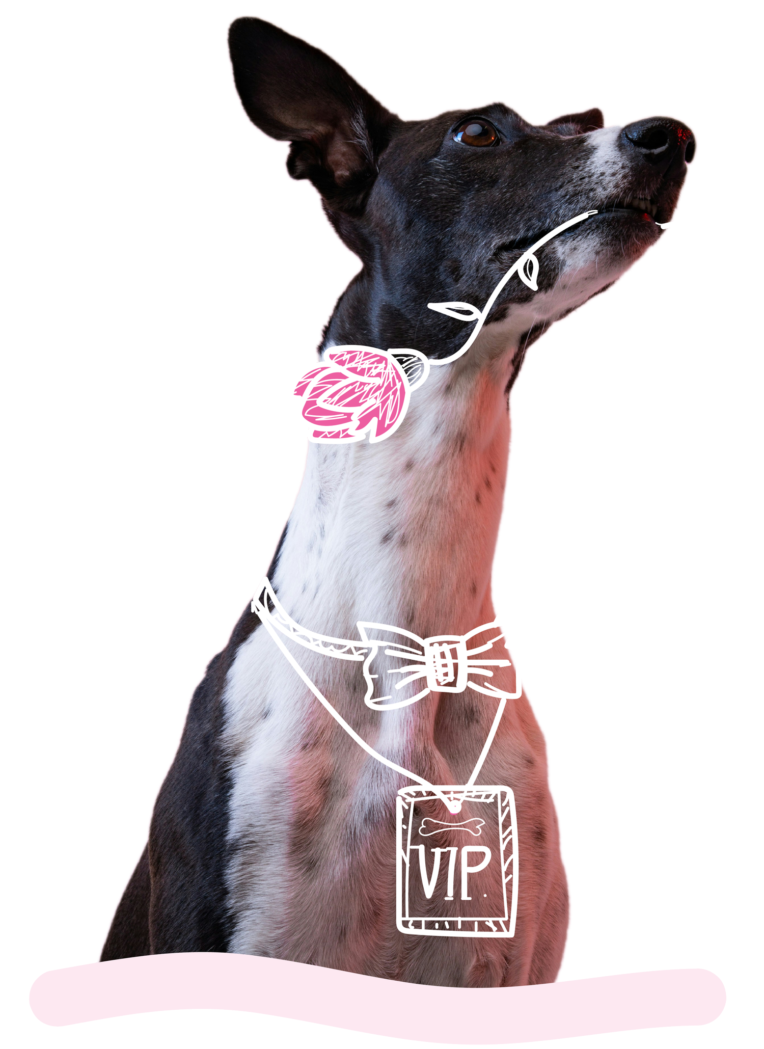 Splish Splash Dog Grooming - VIP Mobile Dog Grooming Service in Mackay