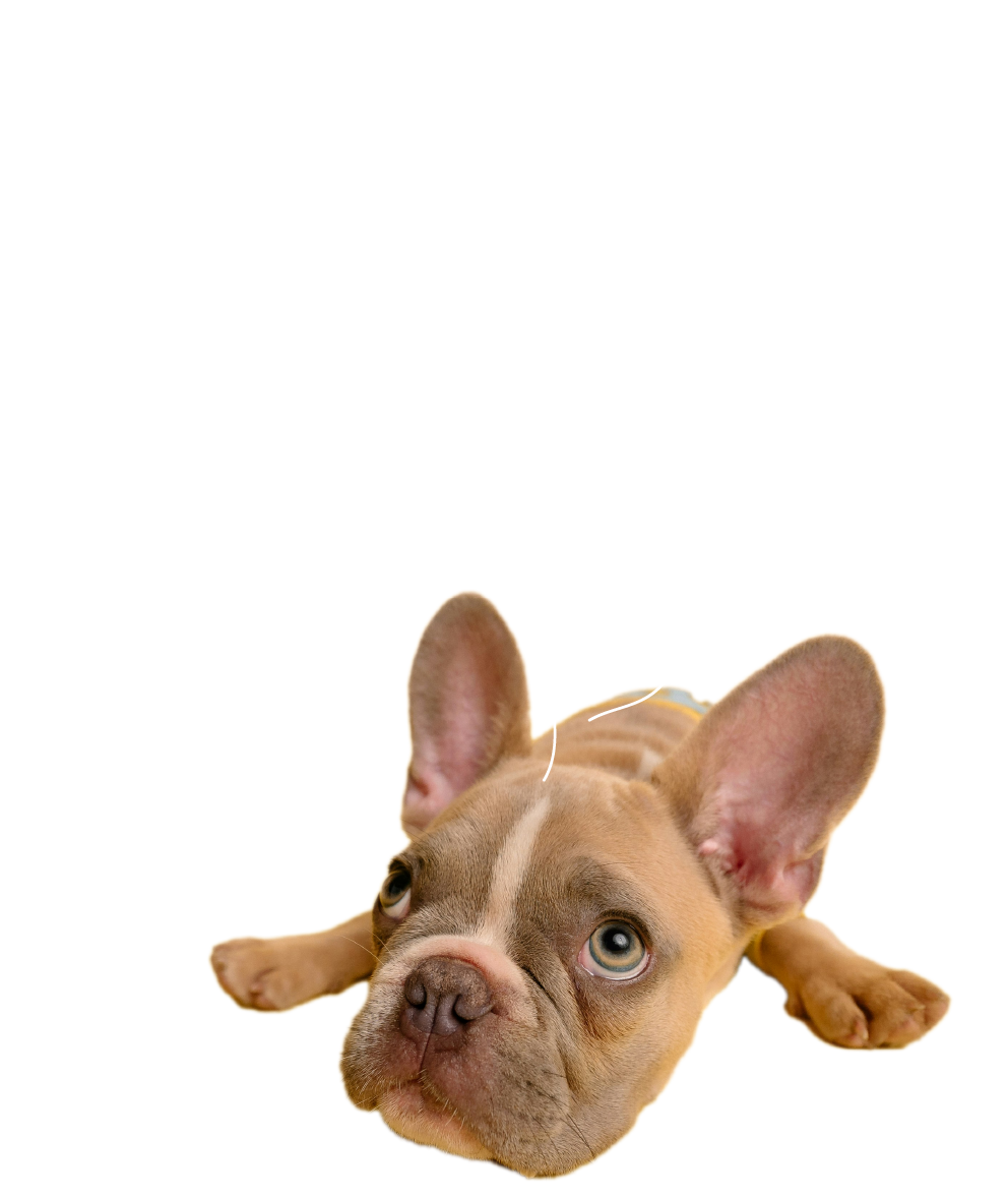 Splish Splash Dog Grooming - VIP Mobile Dog Grooming Service in Mackay