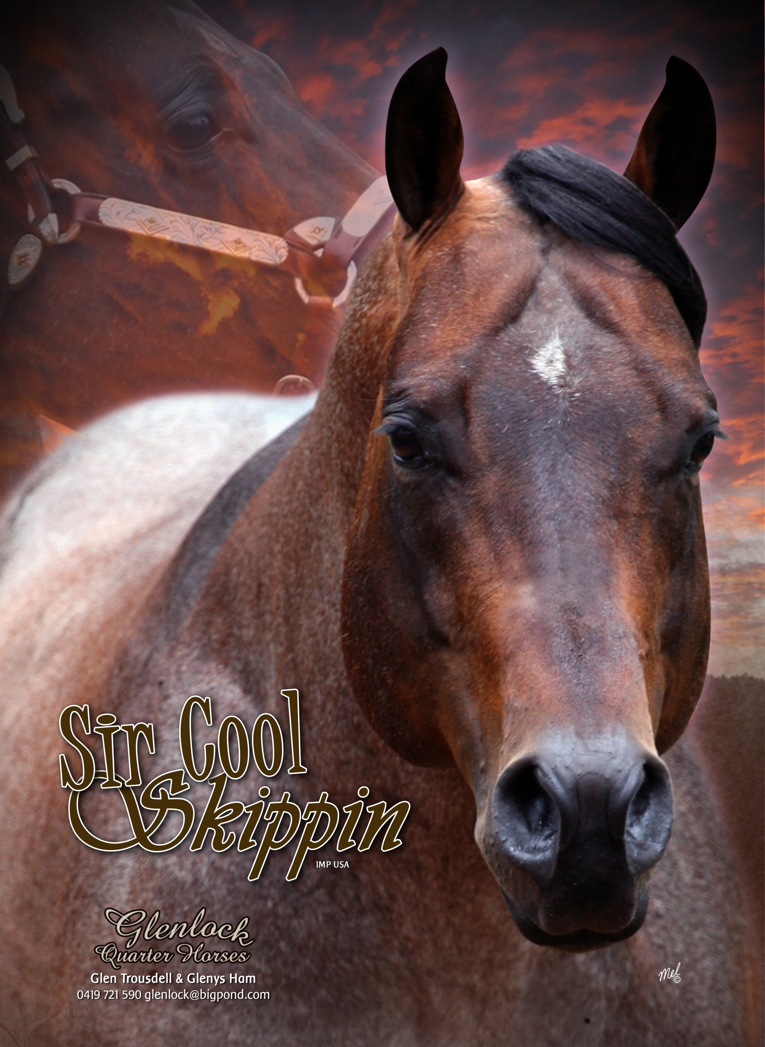 Halter Features — Tropicana Classic | Quarter Horse Performance Club