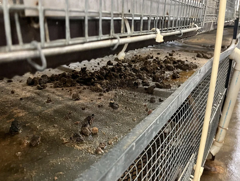 Ridglan Farms — Dane4Dogs