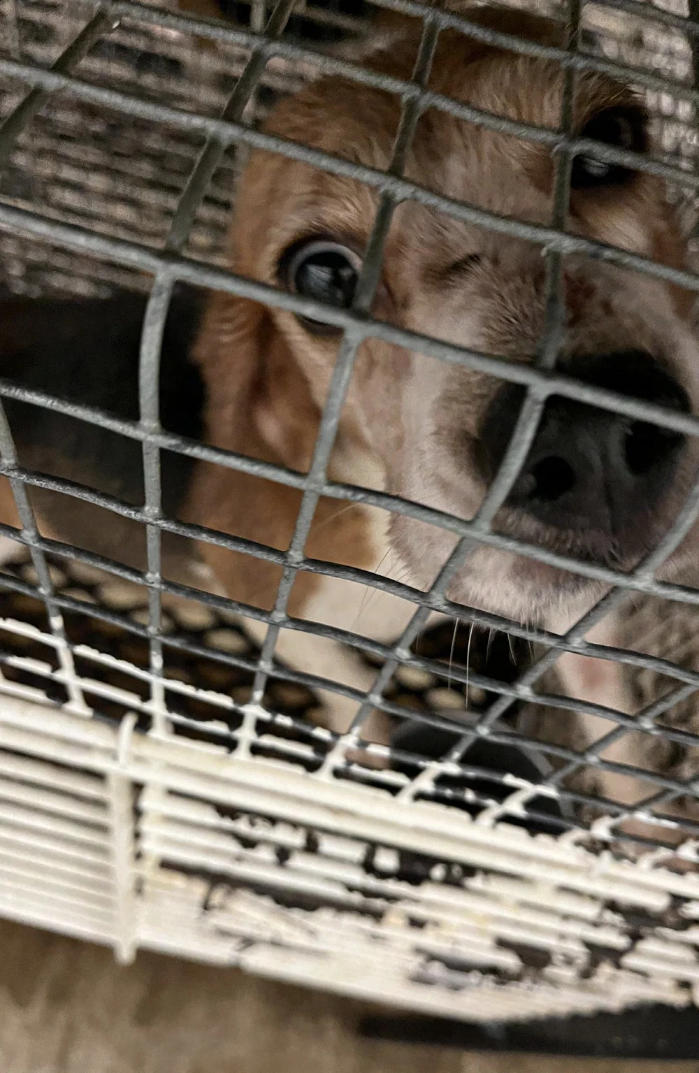 Ridglan Farms — Dane4Dogs