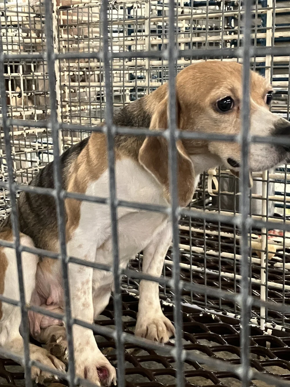 Ridglan Farms — Dane4Dogs