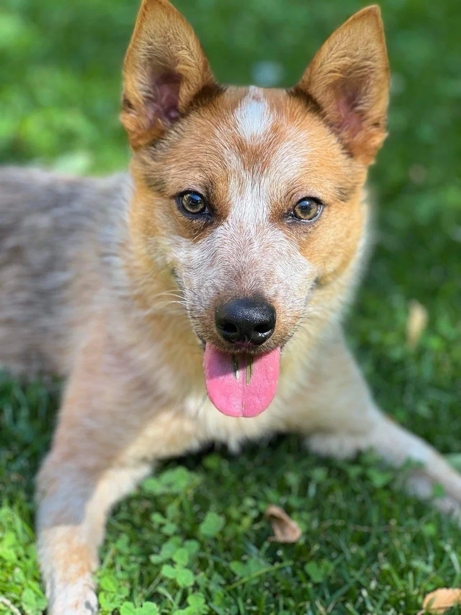 Sponsor a Rez Dog — Operation Kind Heart