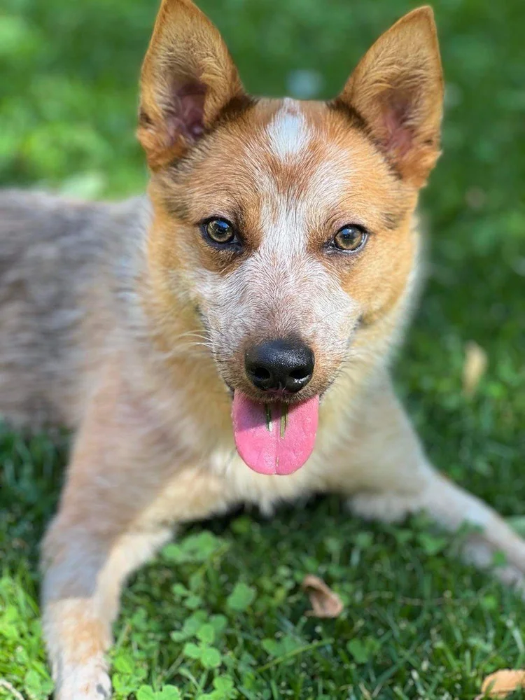 Sponsor a Rez Dog — Operation Kind Heart