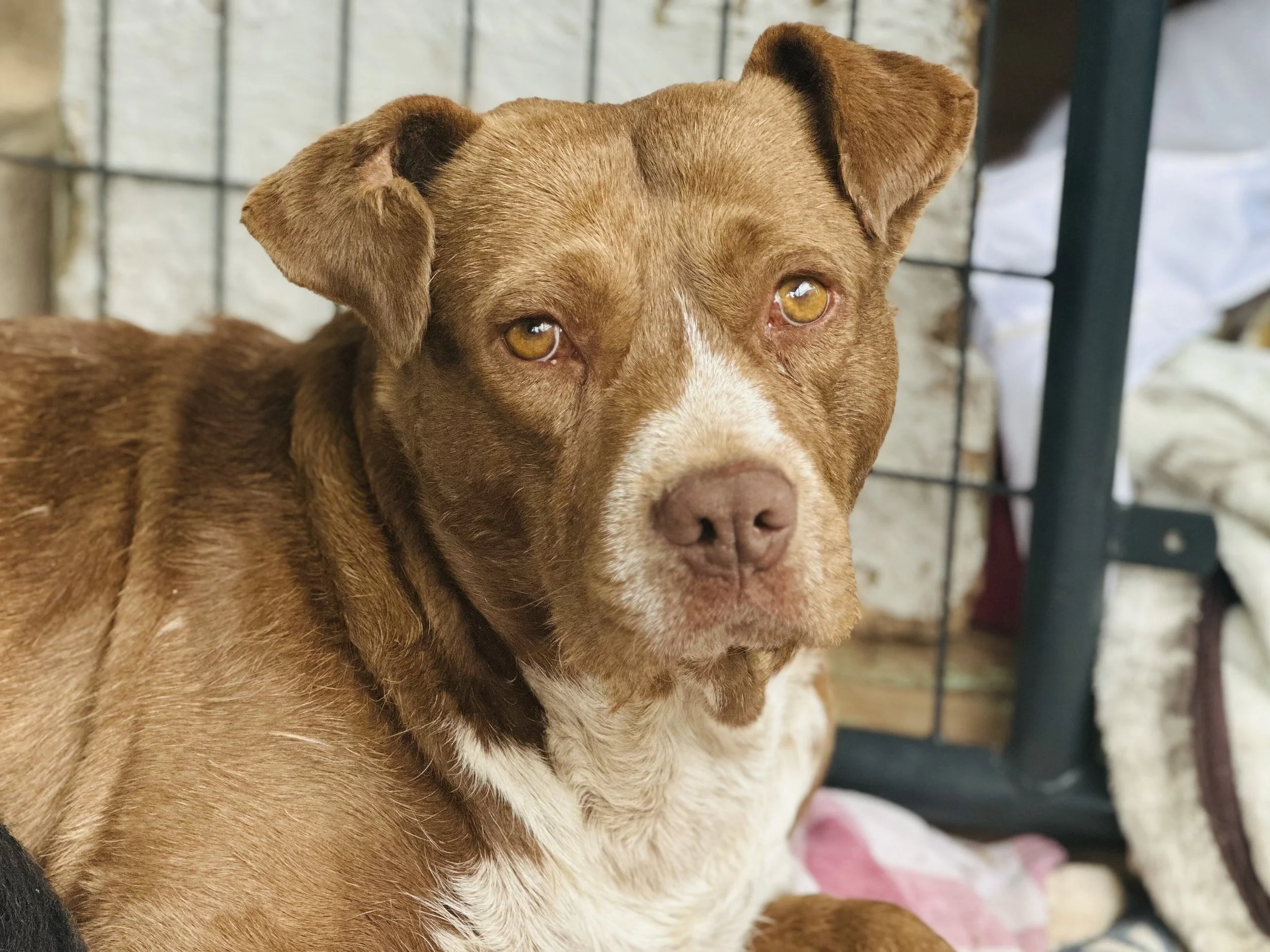 Sponsor a Rez Dog — Operation Kind Heart