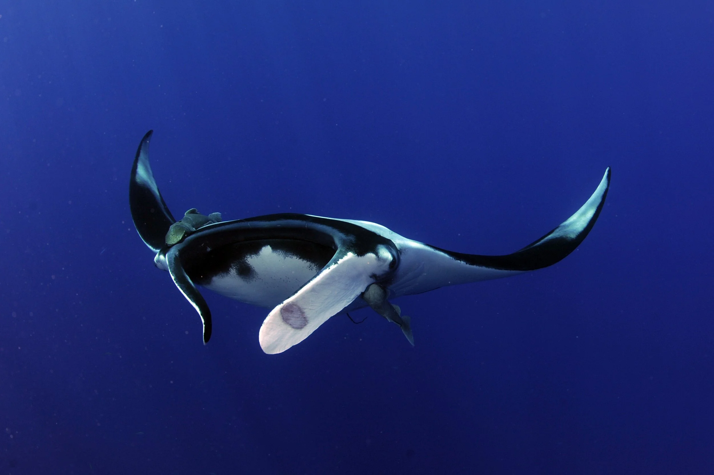 Mantas & the Maldives — Maldives Manta Conservation Programme