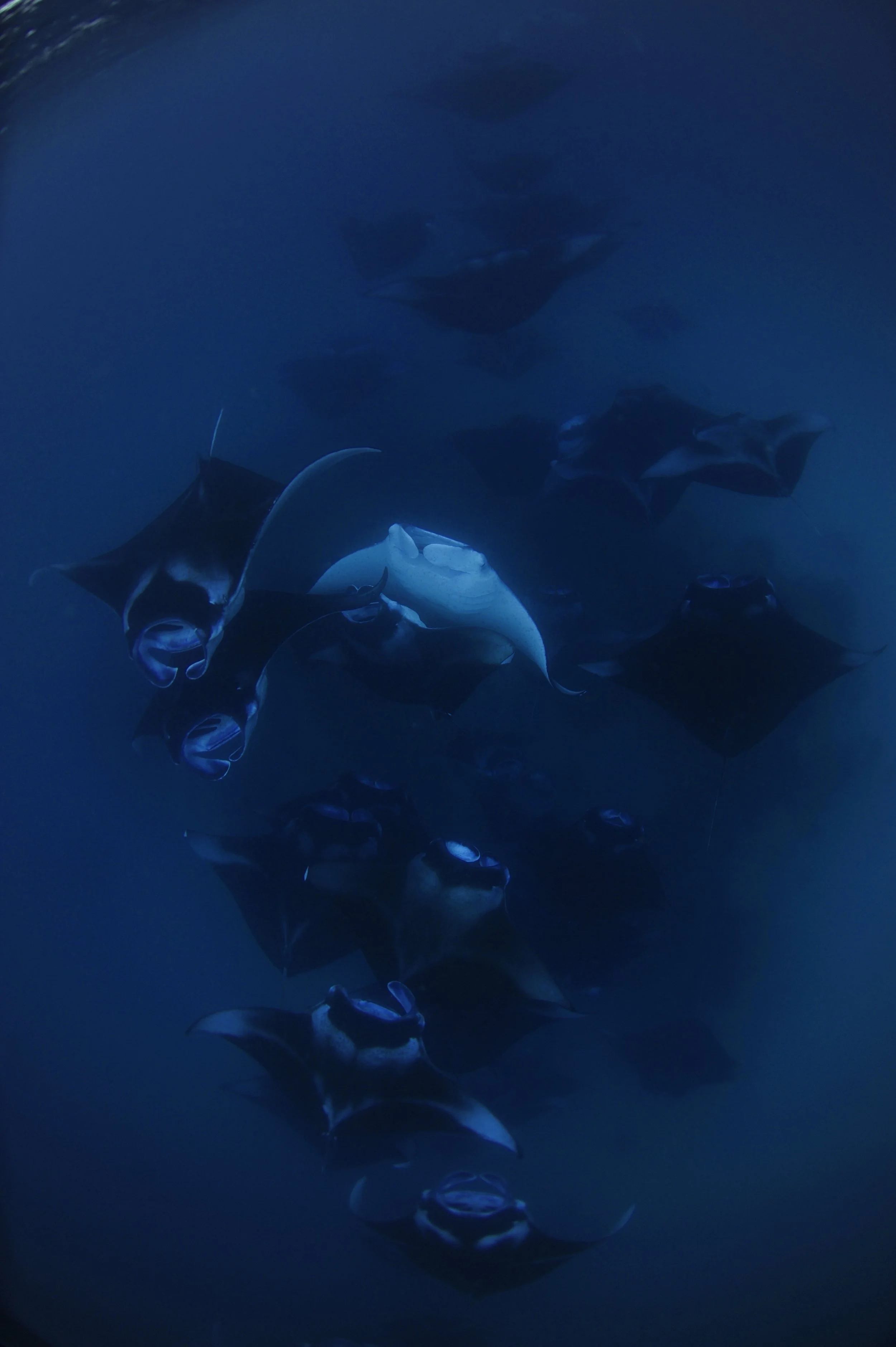 Protected Areas — Maldives Manta Conservation Programme