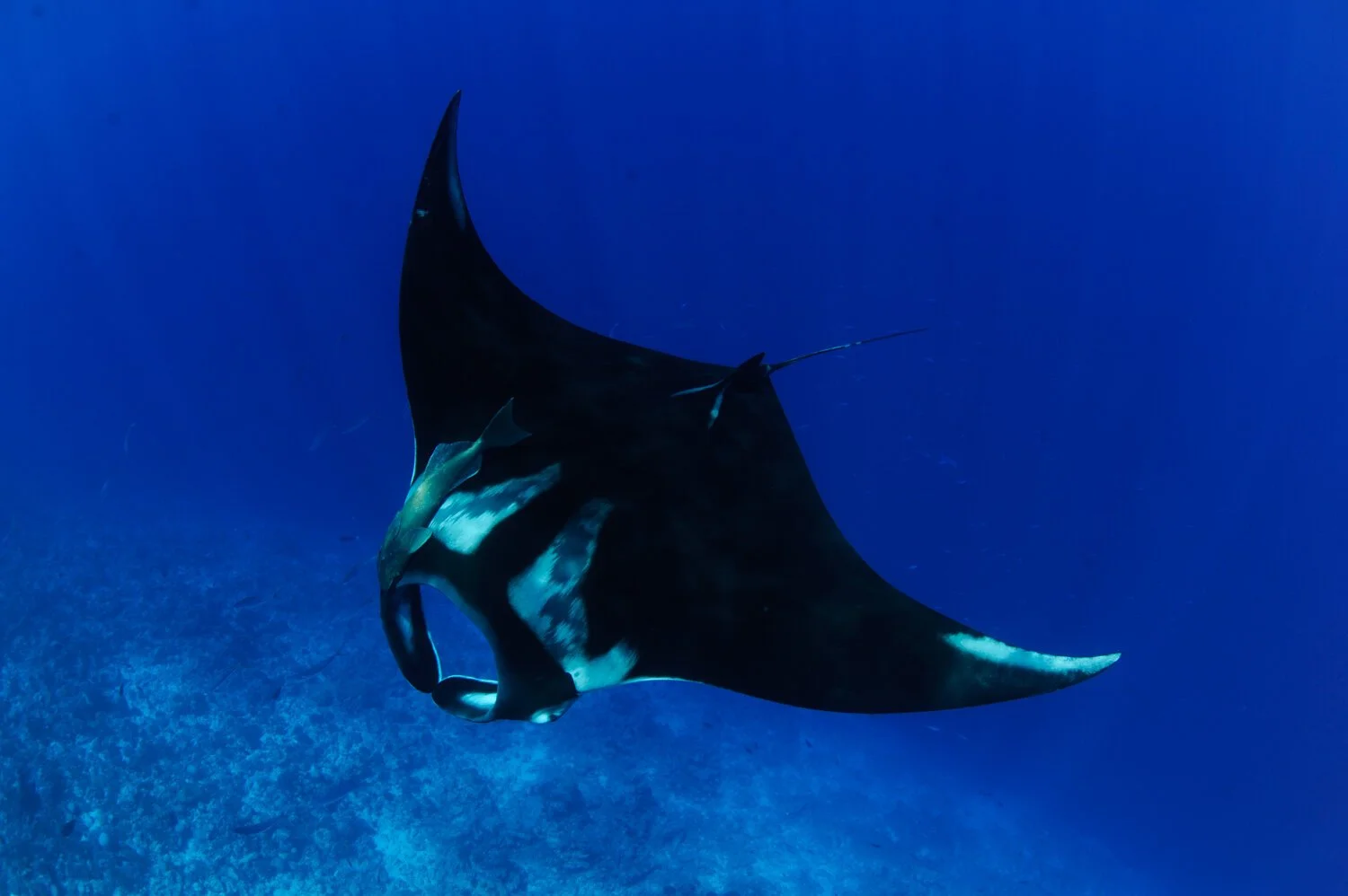 What are manta and devil rays? — Maldives Manta Conservation Programme