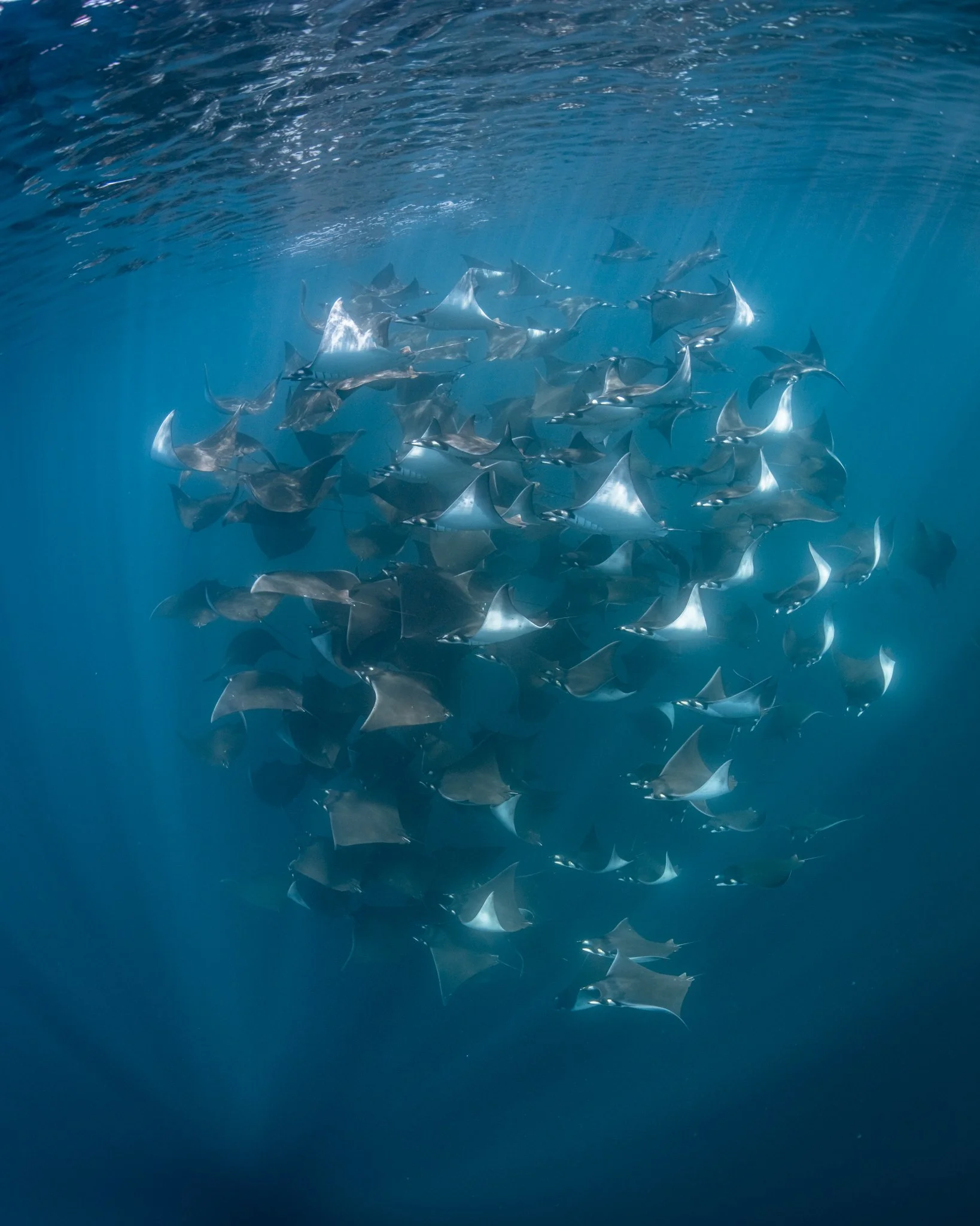 What are manta and devil rays? — Maldives Manta Conservation Programme