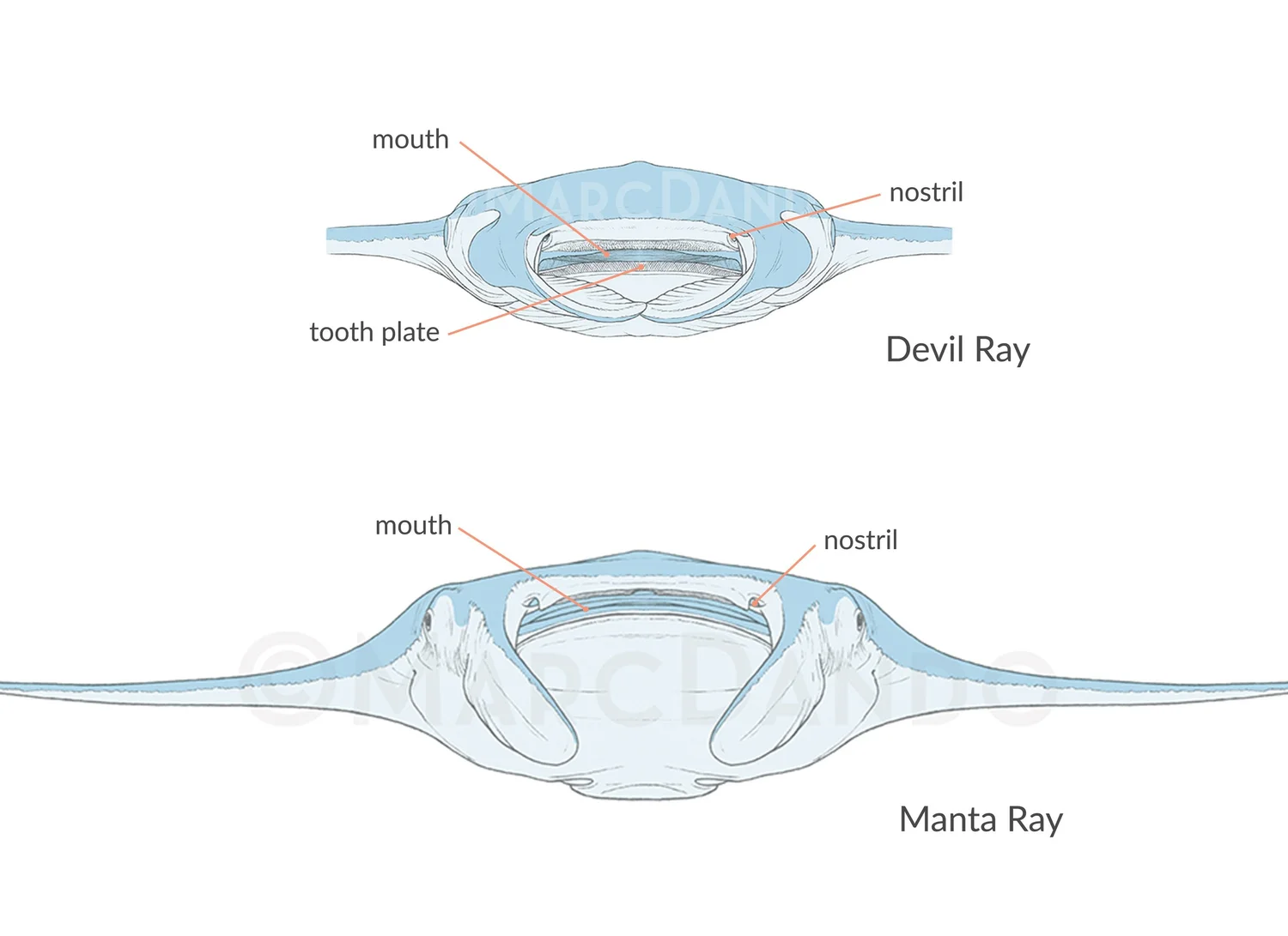 What are manta and devil rays? — Maldives Manta Conservation Programme