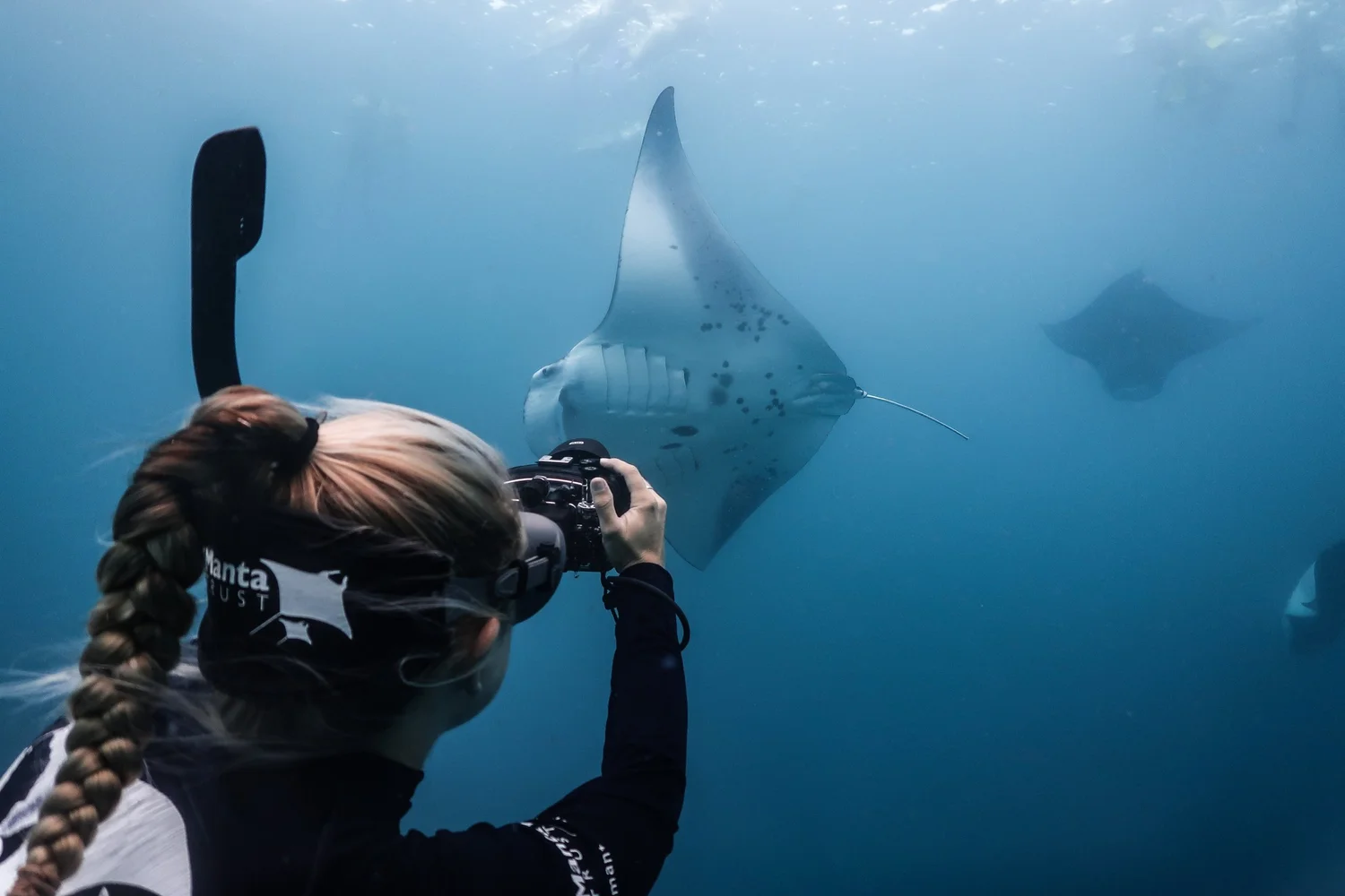 Research Activities — Maldives Manta Conservation Programme