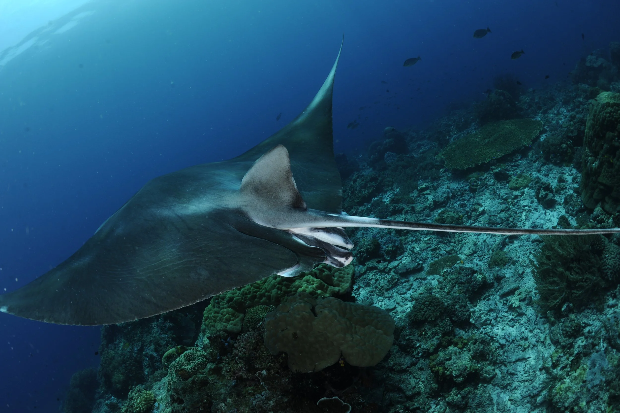 What are manta and devil rays? — Maldives Manta Conservation Programme