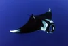 What are manta and devil rays? — Maldives Manta Conservation Programme