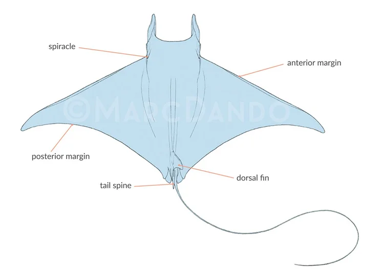 What are manta and devil rays? — Maldives Manta Conservation Programme