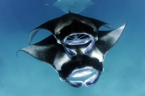 What are manta and devil rays? — Maldives Manta Conservation Programme