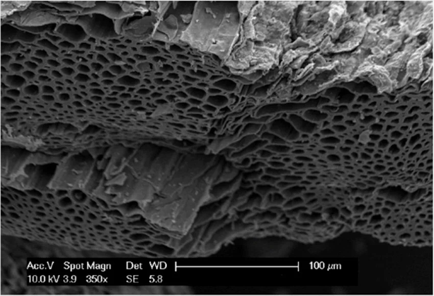 Biochar explained: all you need to know about biochar — Restord
