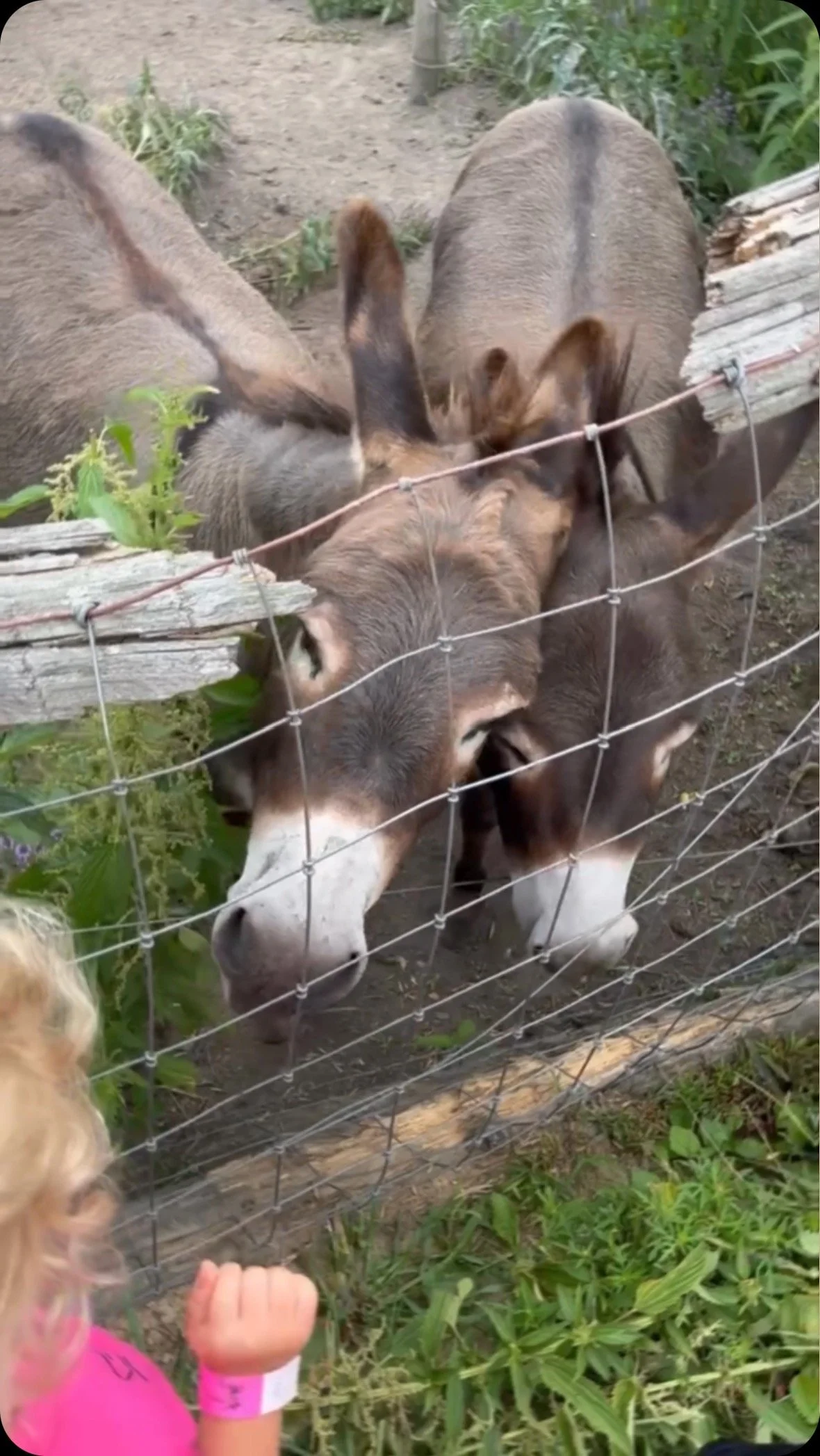 Dunneback Girls 2024