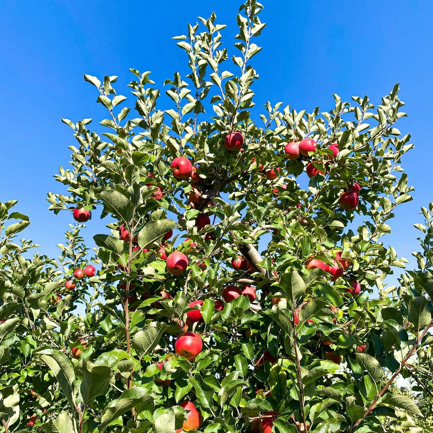 Fall Season — Dunneback Girls 2024