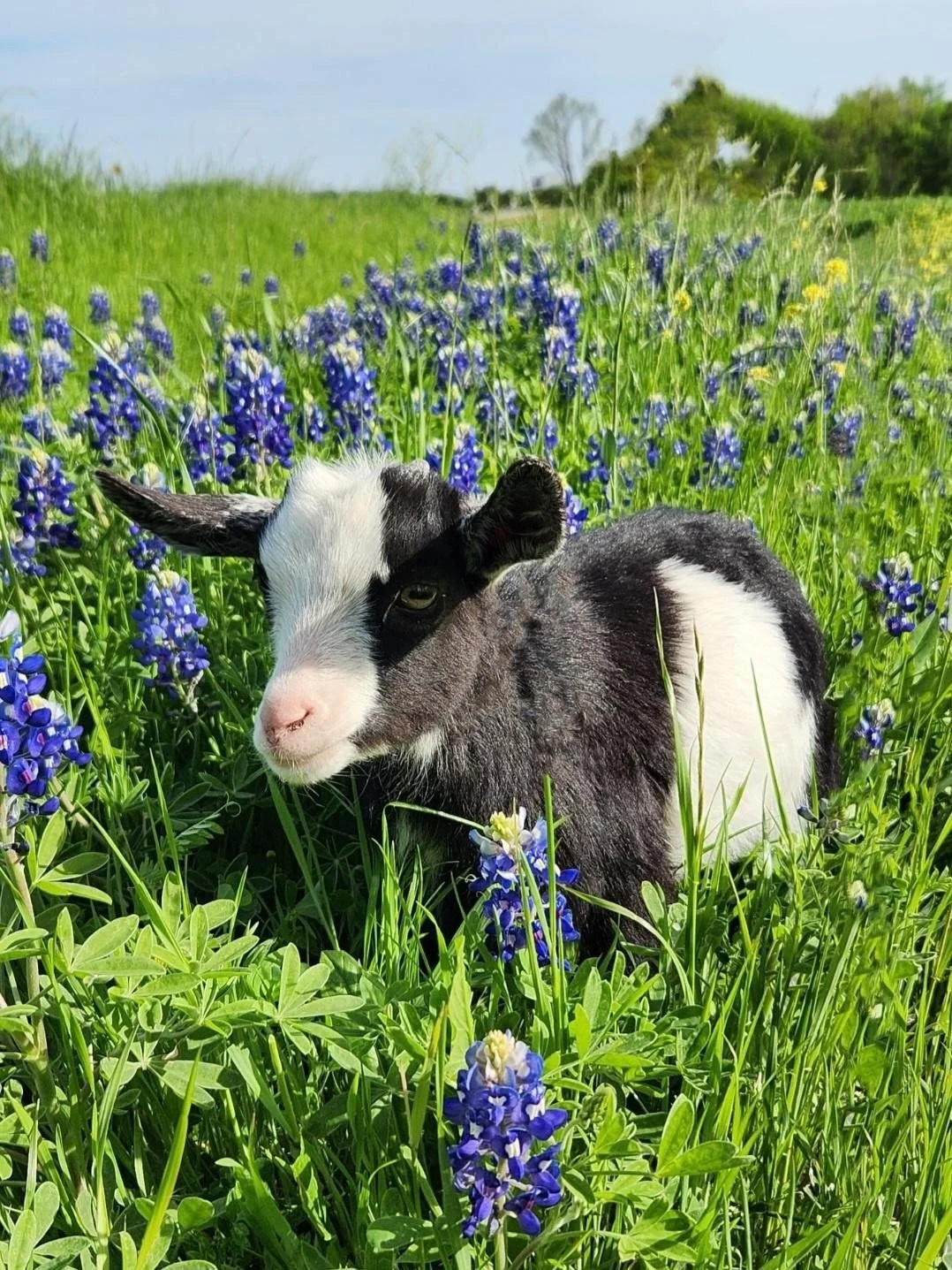 The Boonies Farm