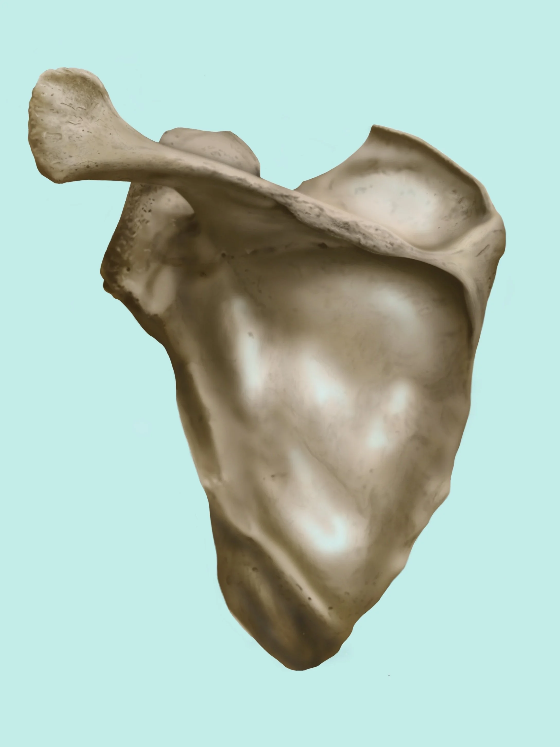 Scapula Digital Painting — Corey Coutts Medical Art Visuals