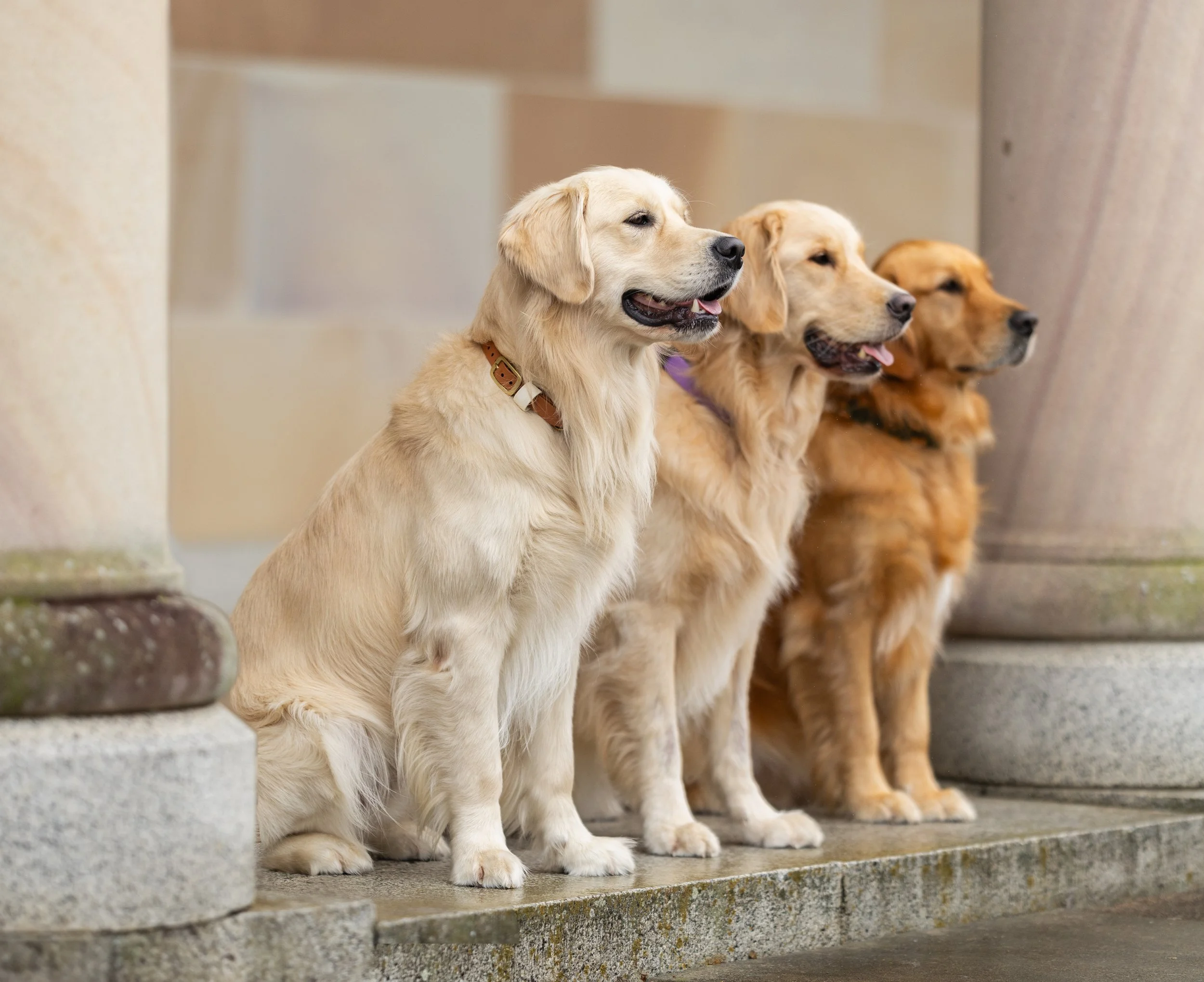 Canine Refined