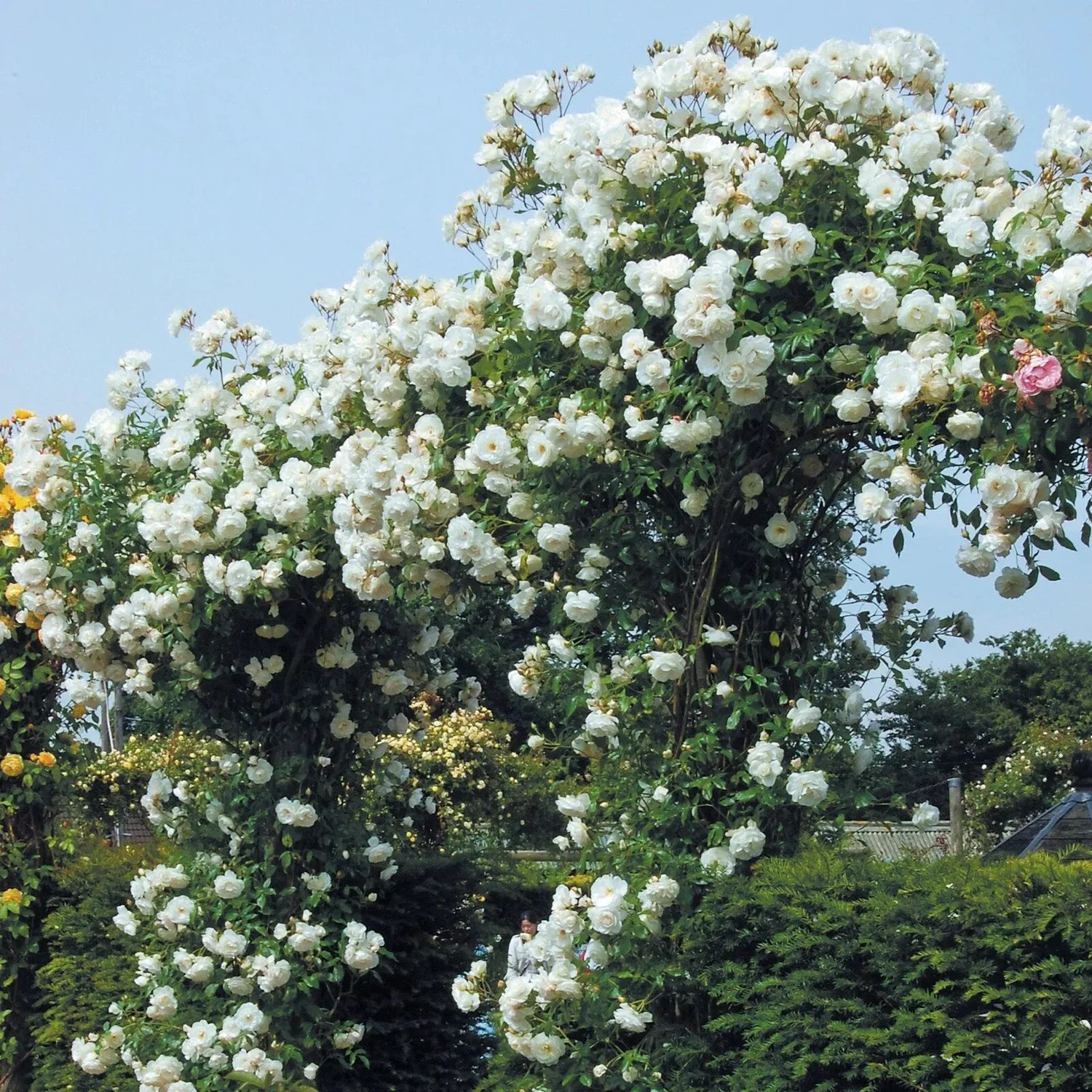 White Climbing Iceberg Rose Ultimate Guide To Growing And Caring For