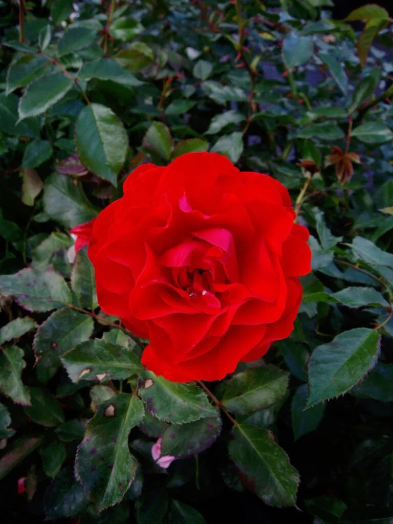 BIRTHDAY GIRL Pink and White Bush Rose — HouseOfPlantsJ.co.uk