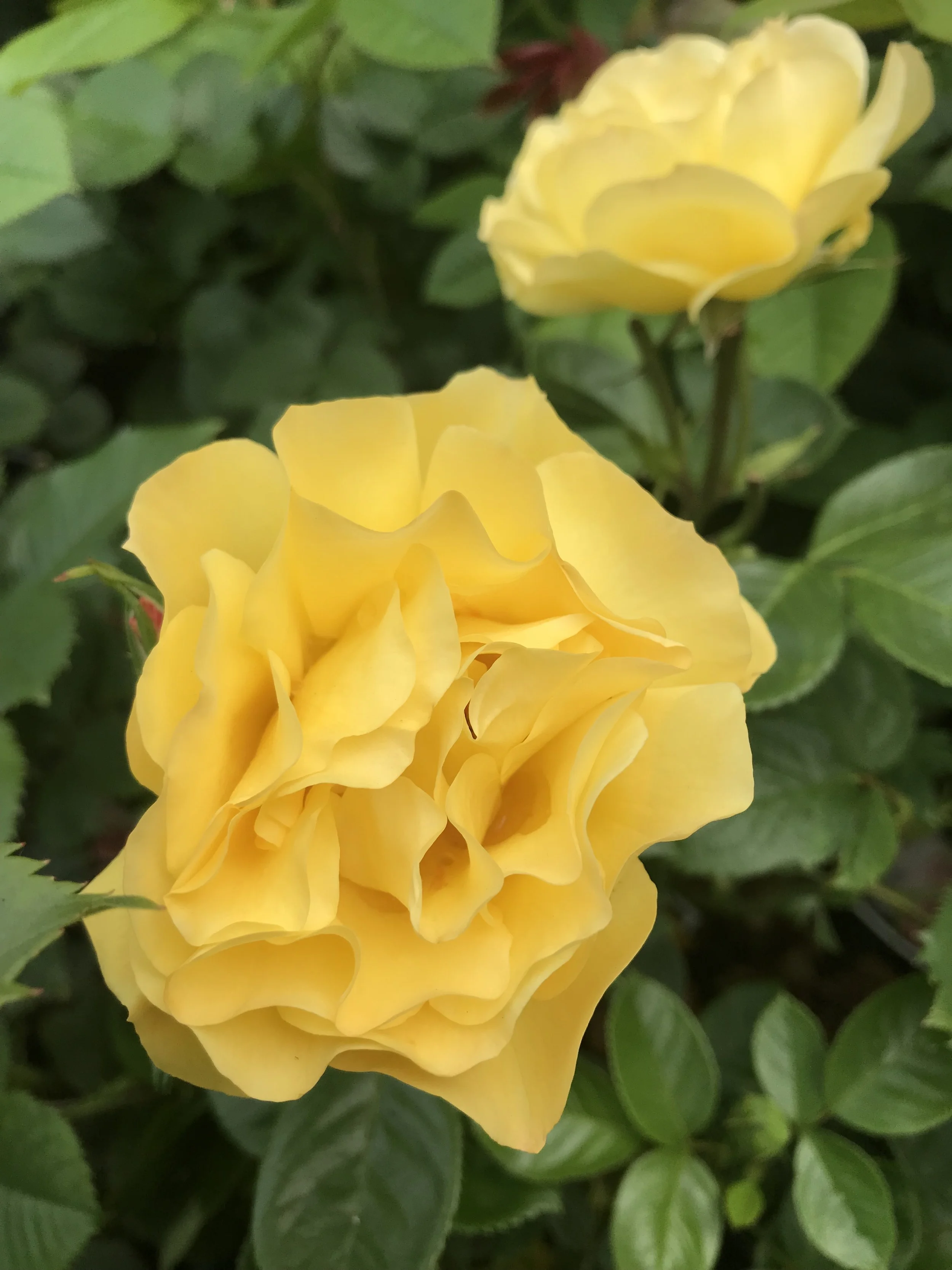 BIRTHDAY GIRL Pink and White Bush Rose — HouseOfPlantsJ.co.uk