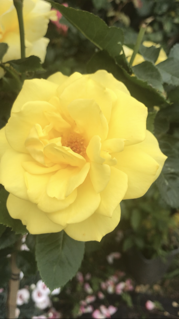 BIRTHDAY GIRL Pink and White Bush Rose — HouseOfPlantsJ.co.uk