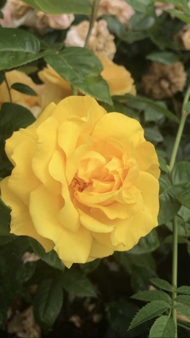 BIRTHDAY GIRL Pink and White Bush Rose — HouseOfPlantsJ.co.uk