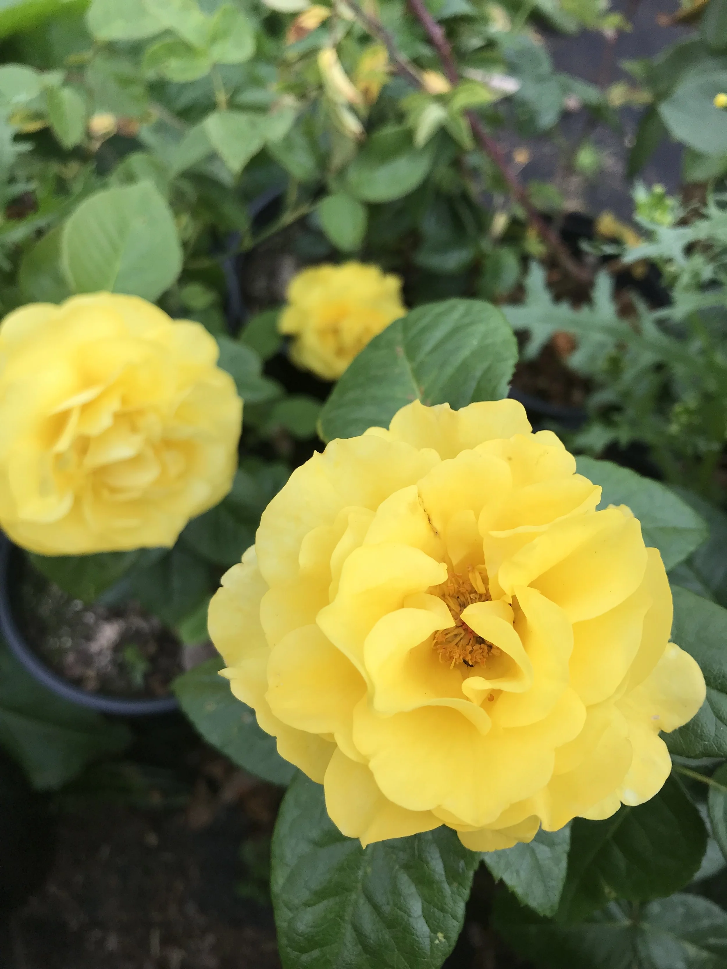BIRTHDAY GIRL Pink and White Bush Rose — HouseOfPlantsJ.co.uk