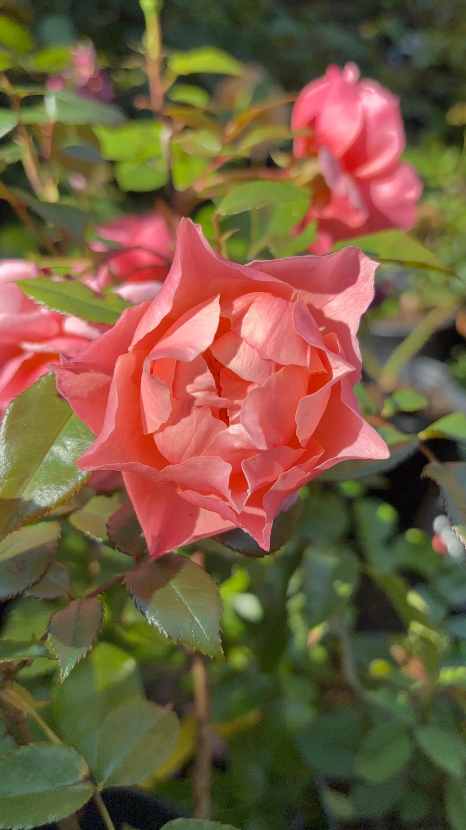 BIRTHDAY GIRL Pink and White Bush Rose — HouseOfPlantsJ.co.uk