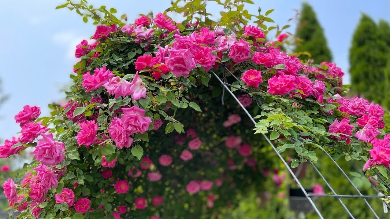 HouseOfPlantsJ.co.uk