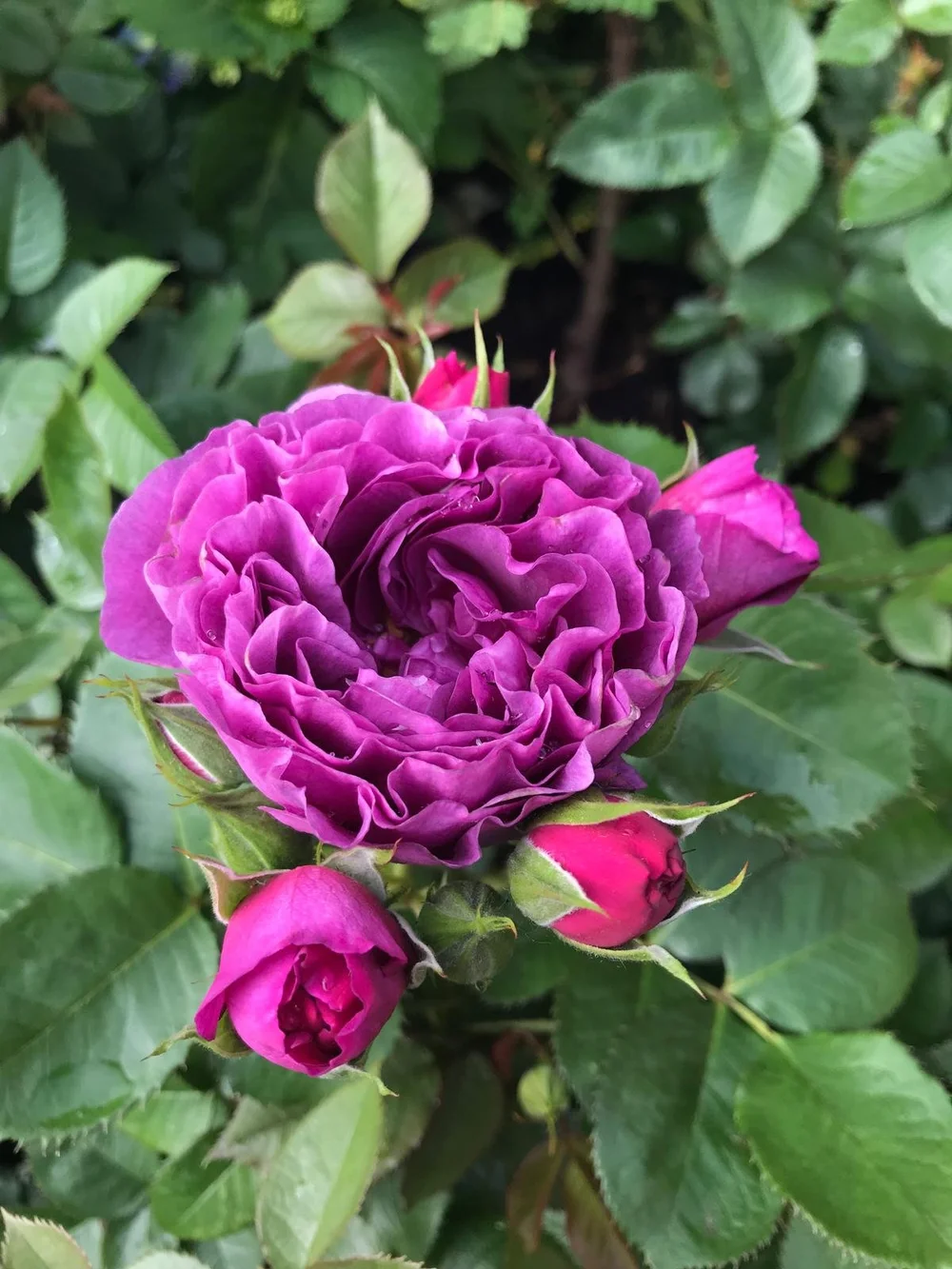 HouseOfPlantsJ.co.uk