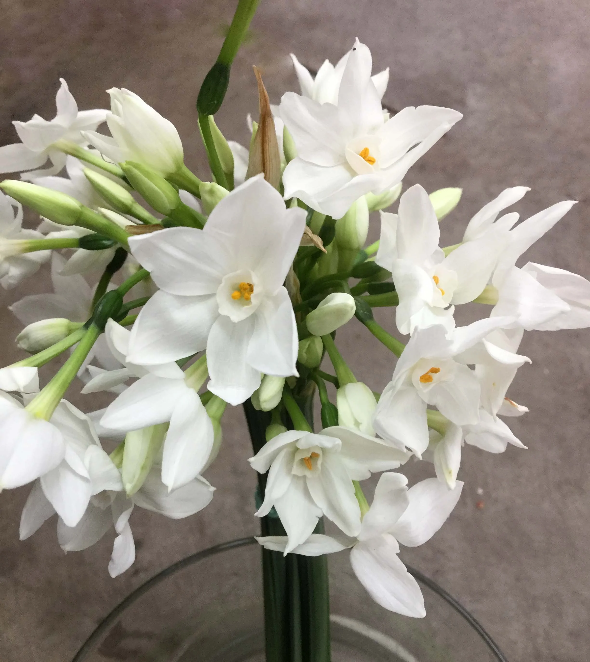 HouseOfPlantsJ.co.uk