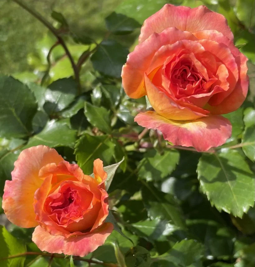 BIRTHDAY GIRL Pink and White Bush Rose — HouseOfPlantsJ.co.uk