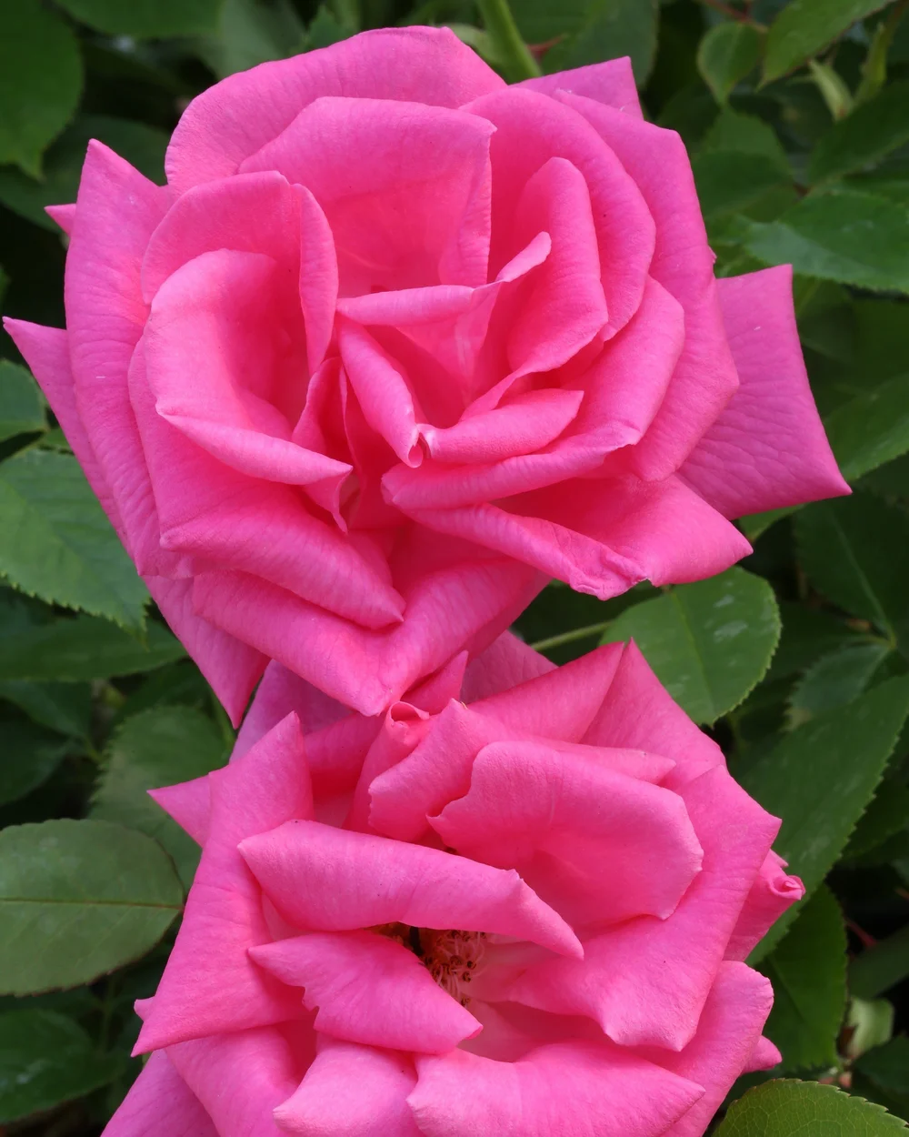 HouseOfPlantsJ.co.uk