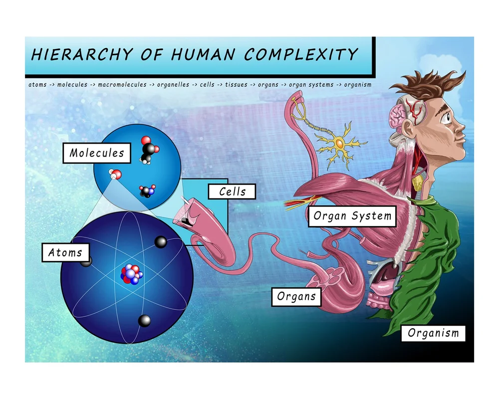 The Hierarchy of Human Complexity — BioCreative Arts